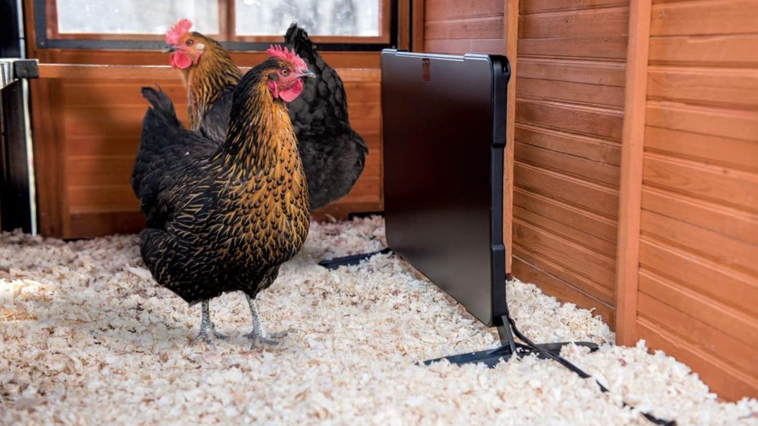 Coop Heater – Camryn Rabideau